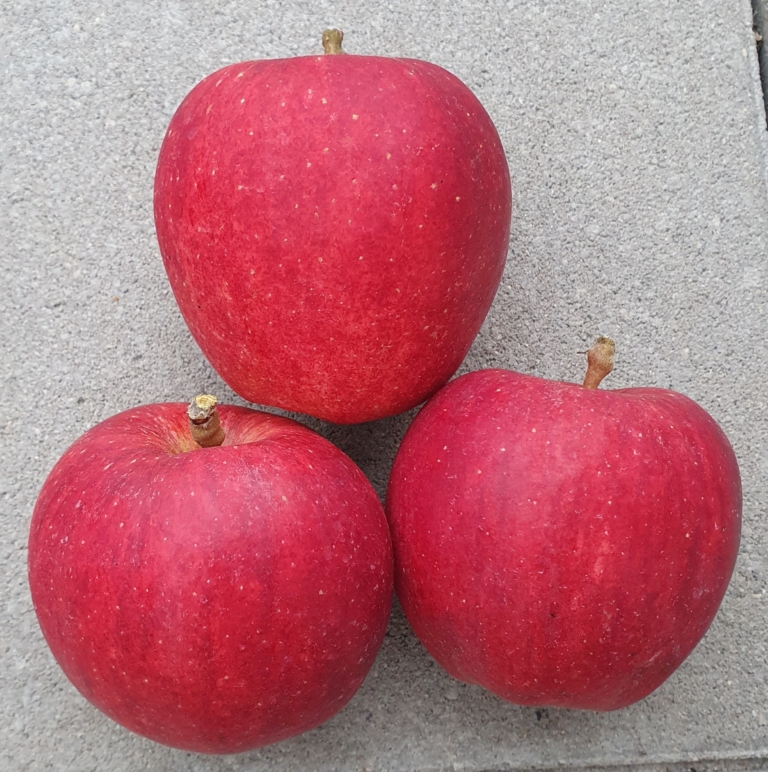 Bio Apfel Gala - Obst von Bauer