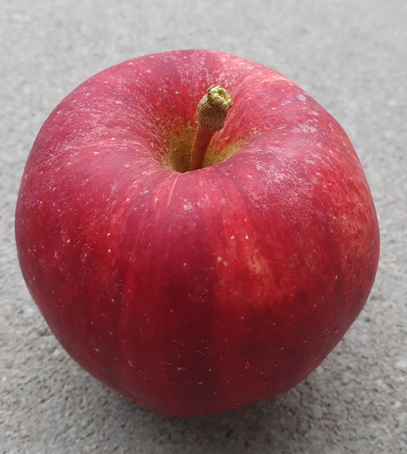 Bio Apfel Gala - Obst von Bauer