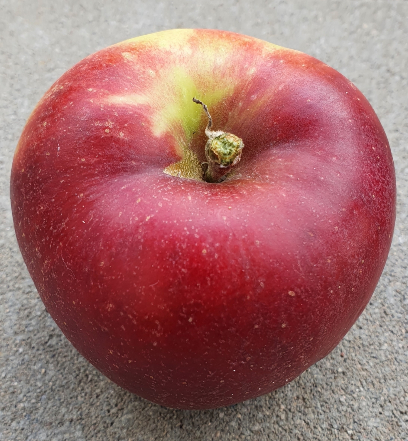 Bio Apfel Jonagold - Obst von Bauer