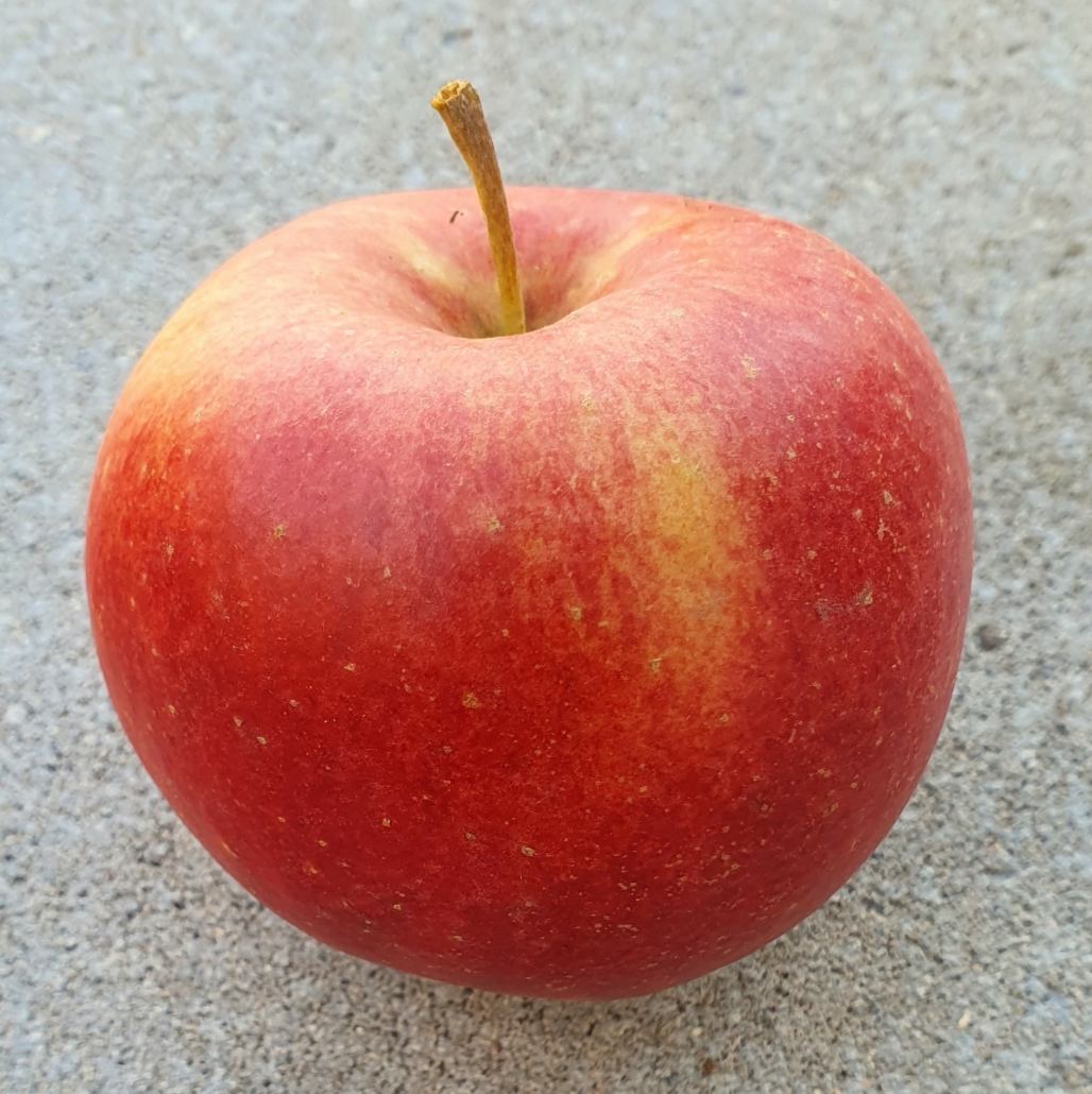 Apfelsorten bestimmen - ganz einfach. Obst von Bauer zeigt wie es geht