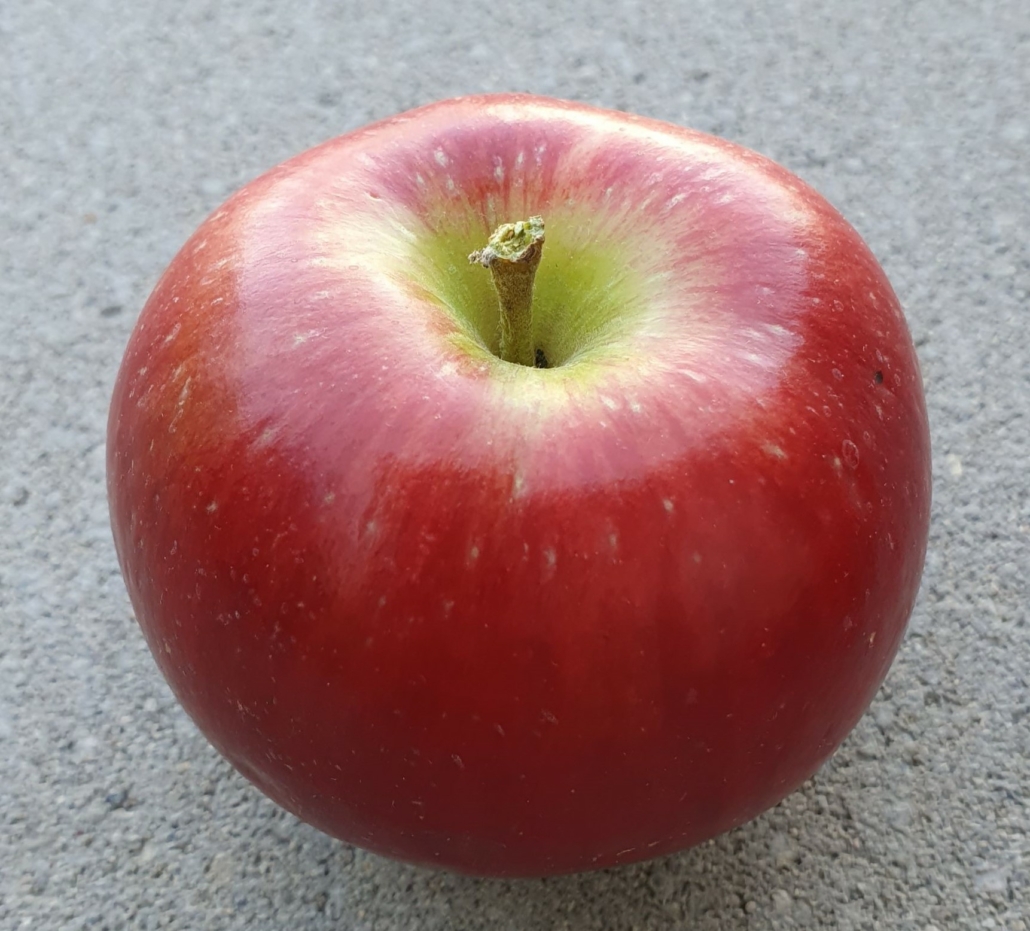 Bio Apfel Santana - Obst von Bauer