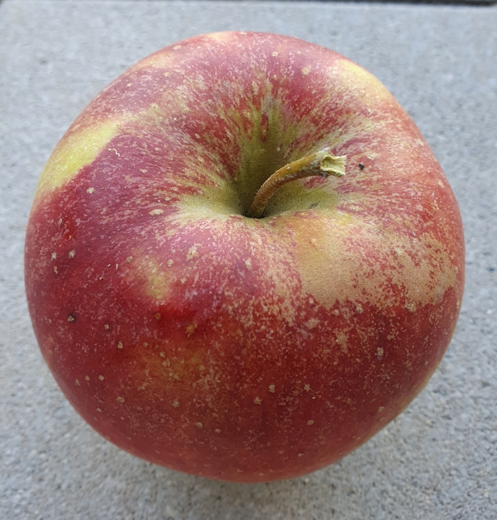 Bio Apfel Wellant - Obst von Bauer