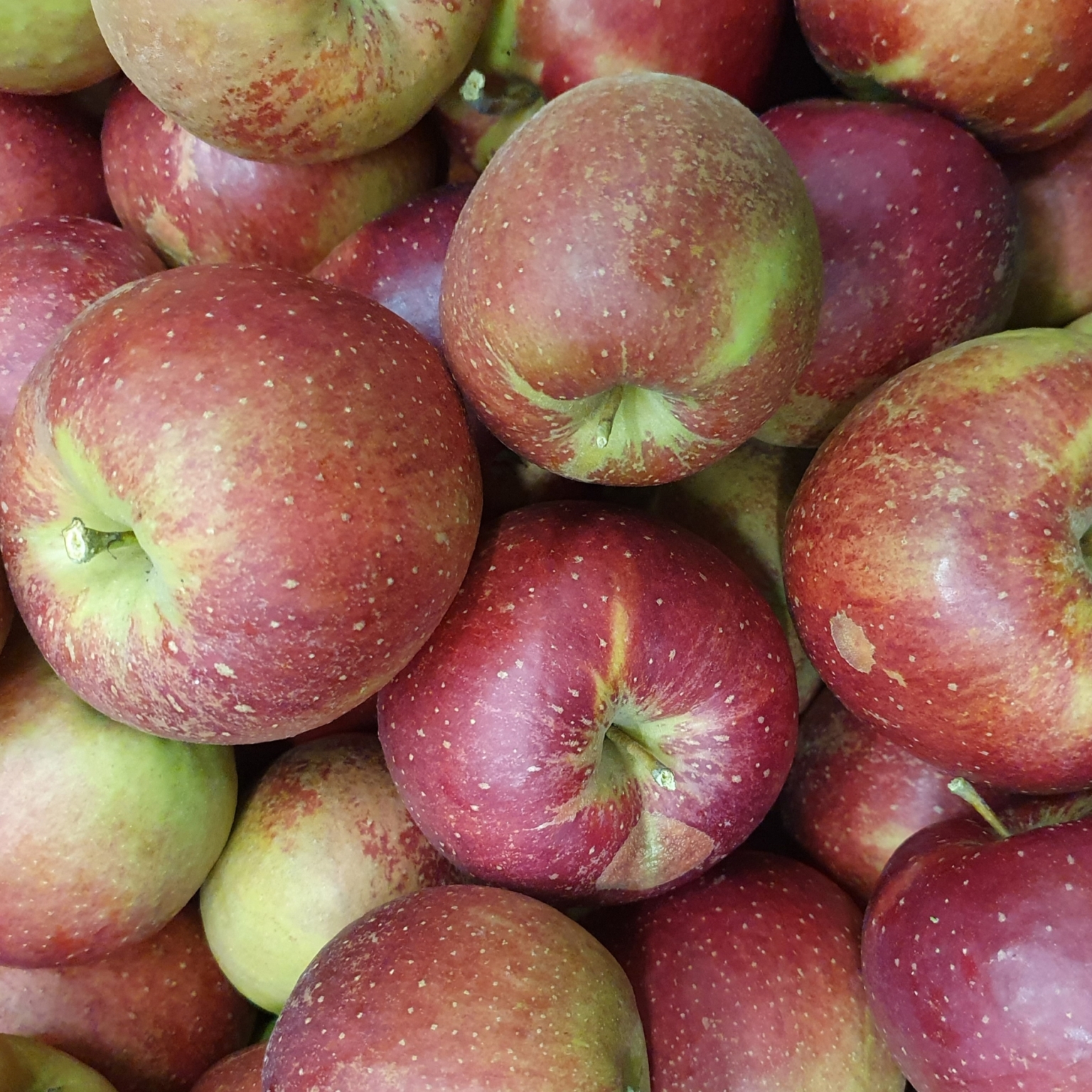 Bio Apfel Wellant - Obst von Bauer